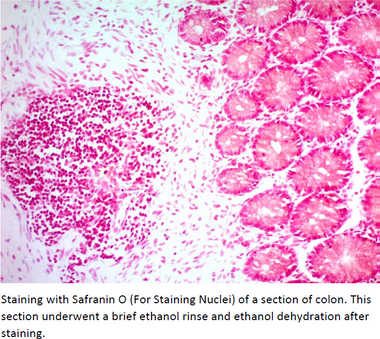 Safranin O Solution (For Staining Nuclei), Histology/Microbiology Stain ...