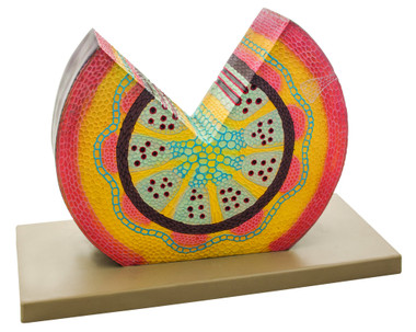 Anatomical Plant Model, 3D Dicot Stem
