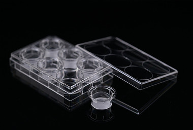 6 Cell Culture Inserts+6-Well Plate, 3.0um, PET Membrane, Translucent ...