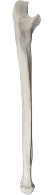 Anatomical Model, 3D Ulna Bone, Right, Anatomically Accurate Human ...