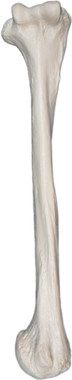 Anatomical Model, 3D Humerus Bone, Right, Anatomically Accurate Human ...