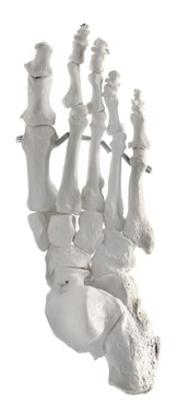 Anatomical Model, 3D Foot, Right, Articulated, Anatomically Accurate ...