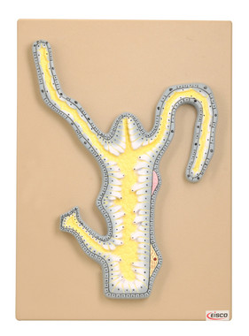 Anatomical Biology Model, 3D Hydra Dissection Model, 3D on base ...