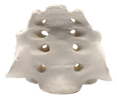 Anatomical Model, 3D Sacrum Bone, Anatomically Accurate Human Replica