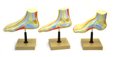 Anatomical Model, 3D Human Feet Set