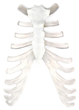 Anatomical Model, 3D Sternum Bone and Cartilage, Anatomically Accurate ...