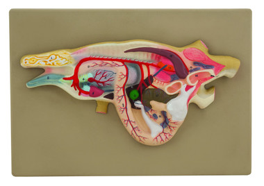 Anatomical Biology Model, 3D Lizard Dissection, Mounted on 13" x 9 ...