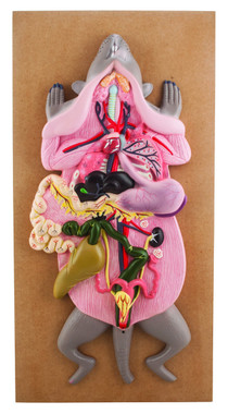 Anatomical Biology Model, 3D Female Rat Dissection Anatomy Training