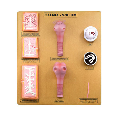Anatomical Biology Model, 3D Comparative Tapeworm, Set of 8 ...