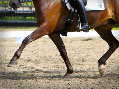 Three Keys to Equine Joint Health and The Triple-Action Approach of ...