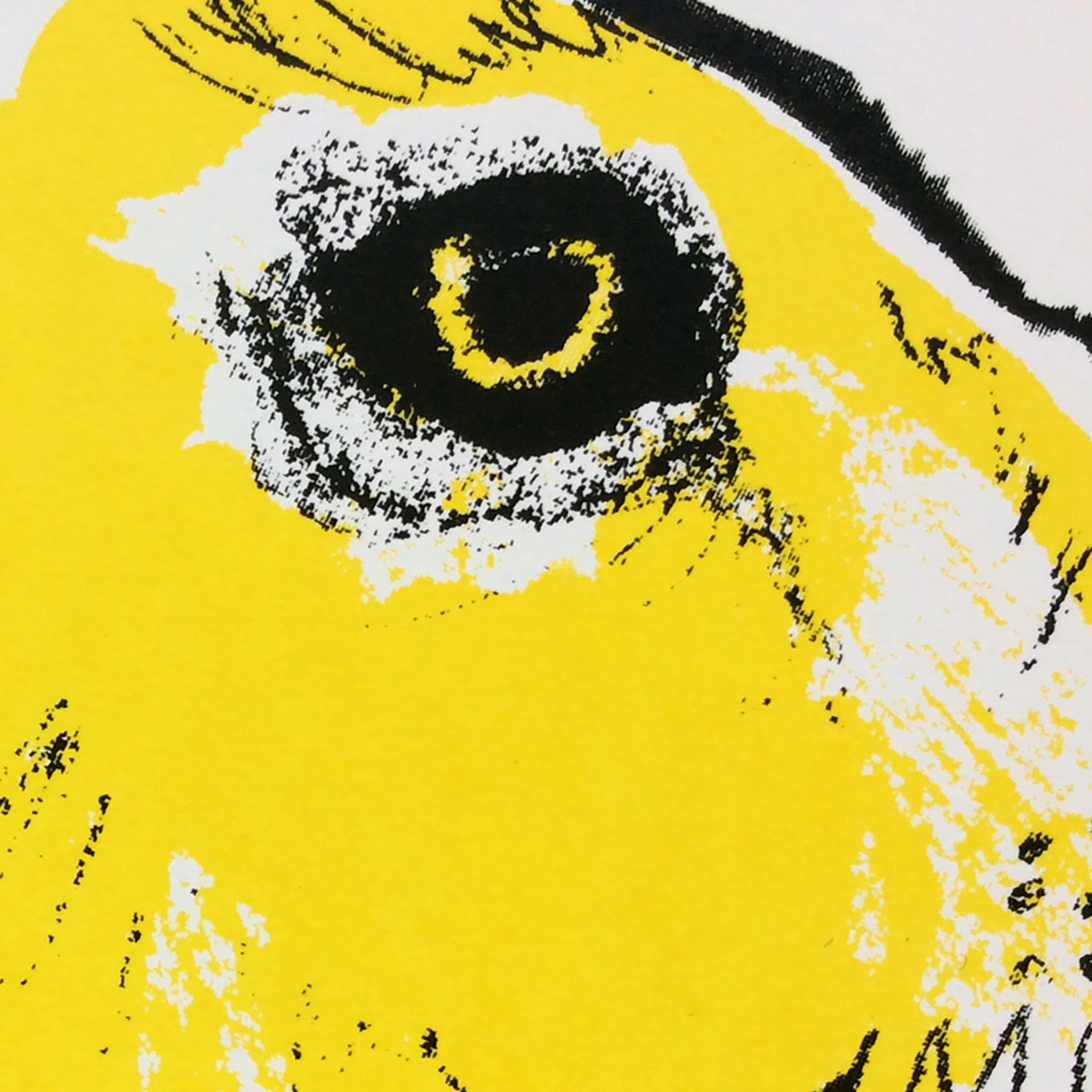 Yellow Hare A4 Screen Print by Tiff Howick at Of Cabbages and Kings
