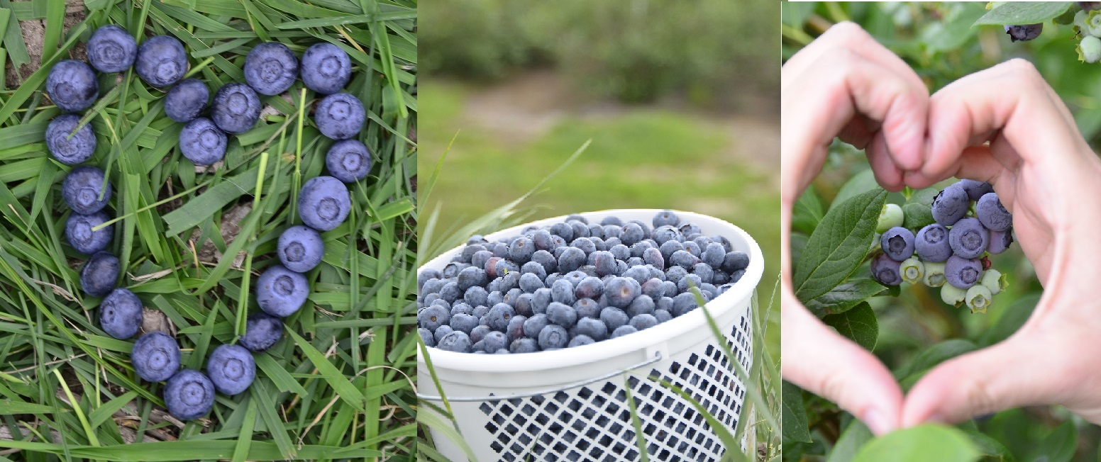 True Blue Farms Country Store & U-pick