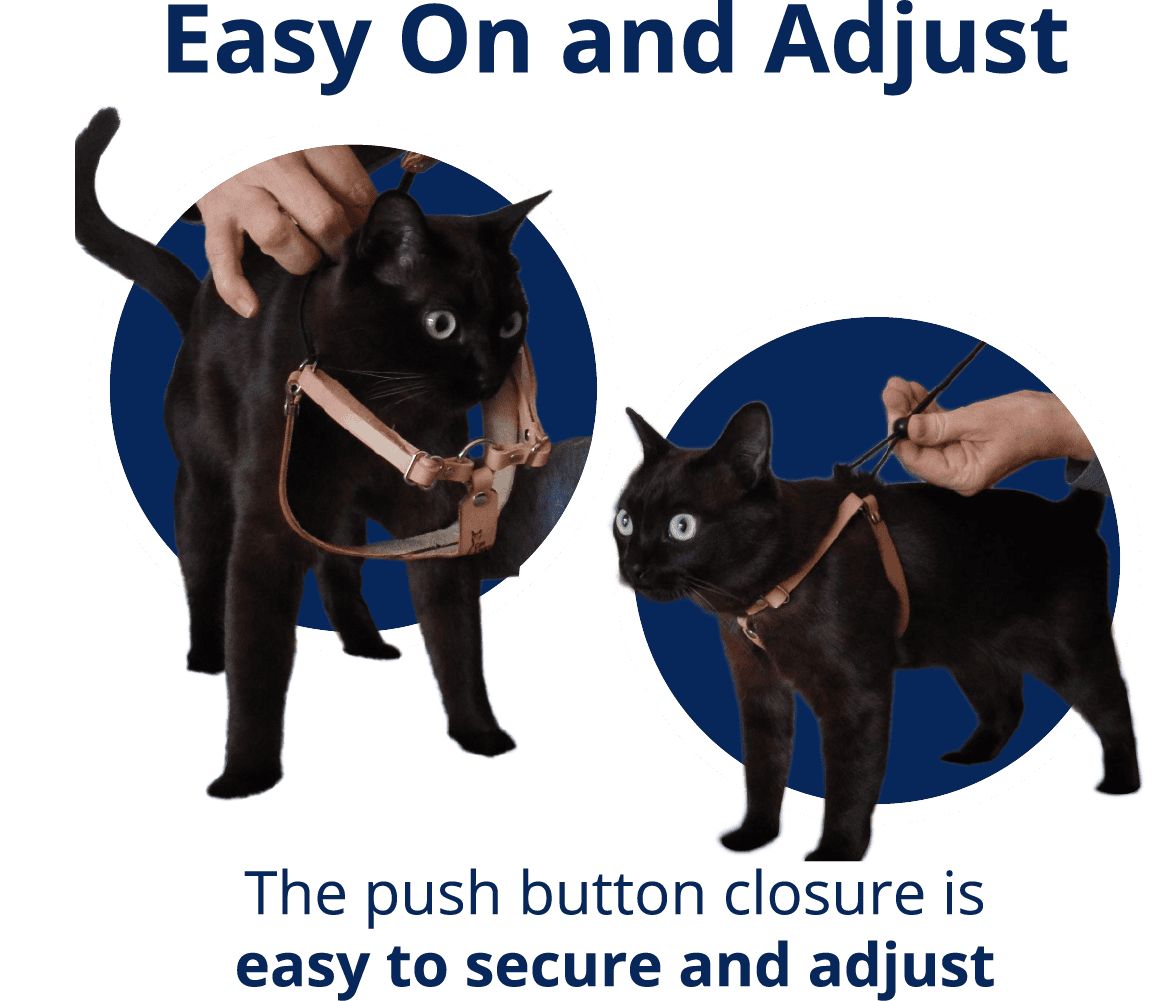 VIDEO: How to put on and adjust The OutBound Cat Harness - Cat About