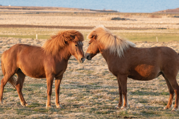 Foals vs. Colts - A Closer Look at Their Differences - Lone Star ...