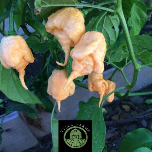 Carolina Reaper Pepper Plants
