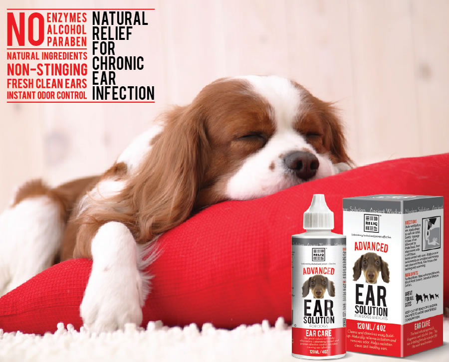 Does Reliq Ear Solution Help on Chronic Ear Infection? - ReliqPet