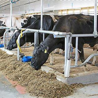 Tie Stall Dairy Barns Tie Stalls For Sale – CK Manufacturing