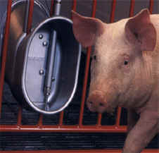 The Advantages of Swine Cup Waterer Systems - Farmer Boy