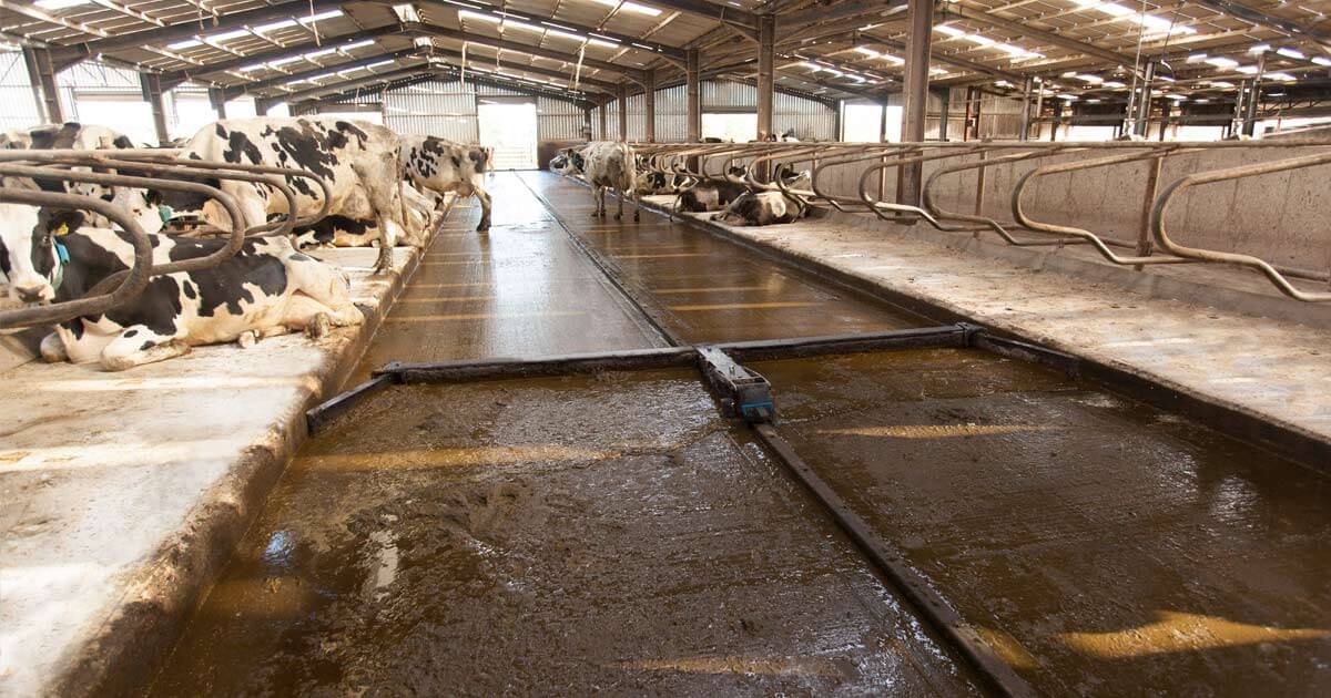 Automated Manure Scrapers: Luxury or Necessity? - Farmer Boy