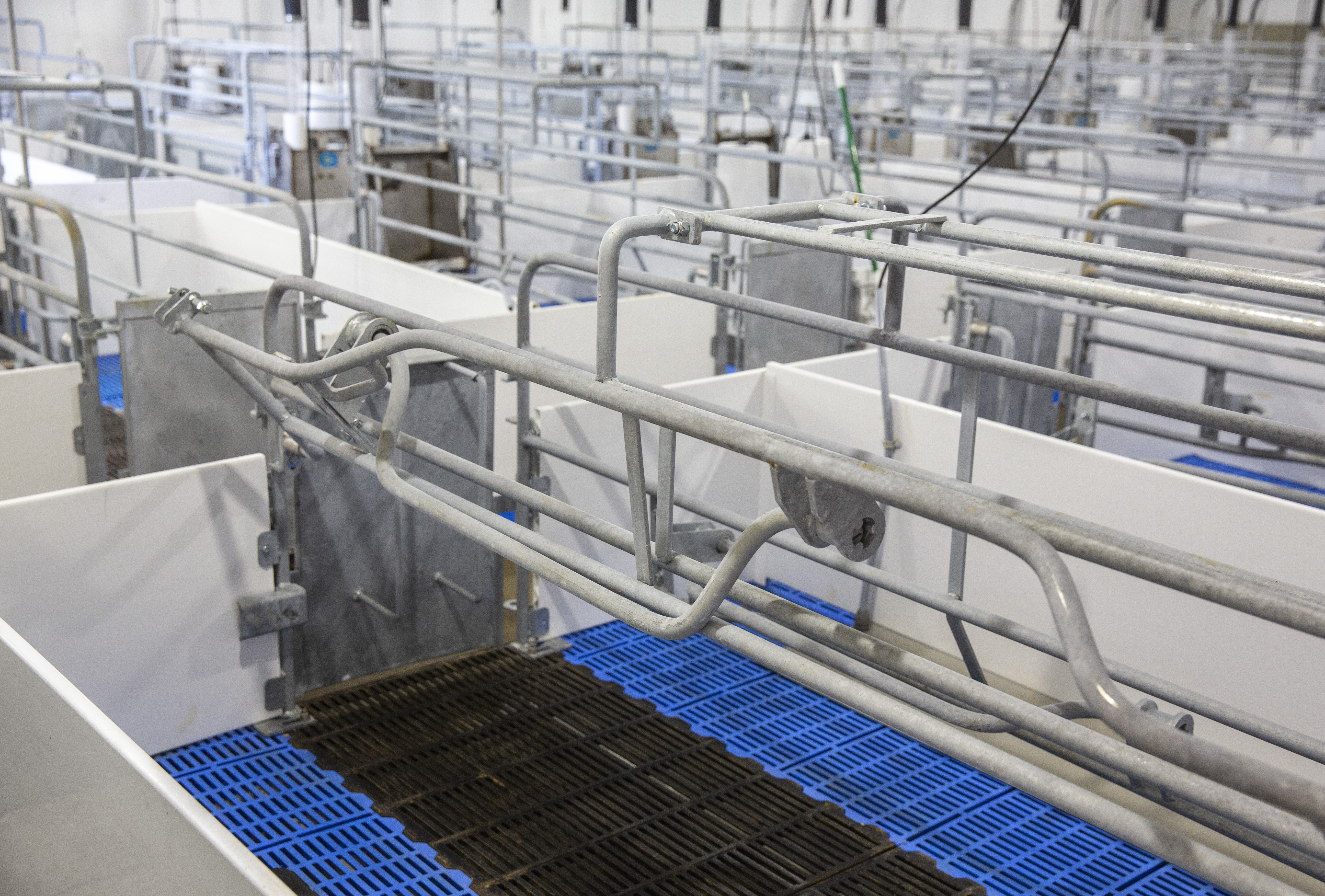 The Importance of Modern Farrowing Crates in Swine Production - Farmer Boy