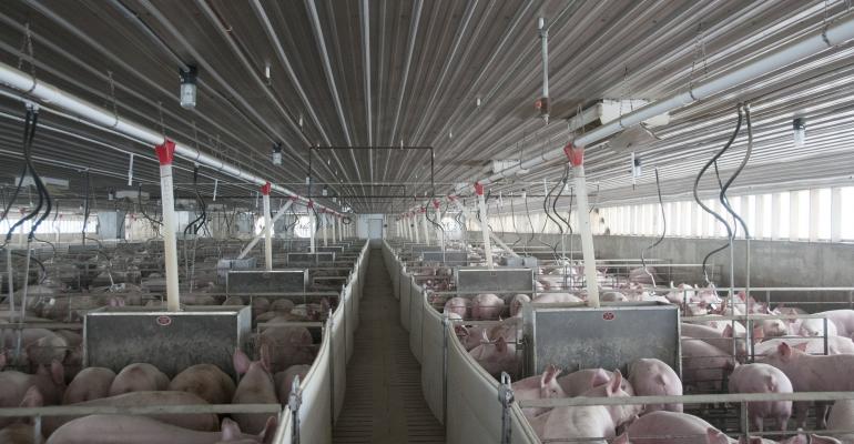 Essential Swine Farm Biosecurity Measures - Farmer Boy