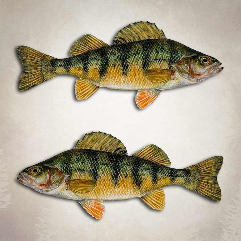 Yellow Perch Fishing Decals | Erie Charter Fish Stickers