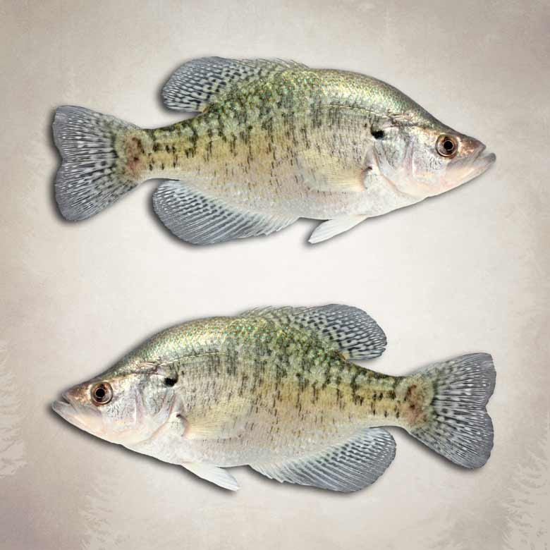 White Crappie Fish Fishing Decal Stickers