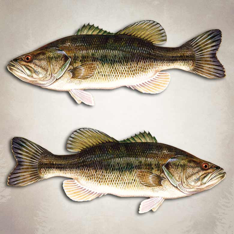 Largemouth Bass Fishing Sticker Set - Aftershock Decals