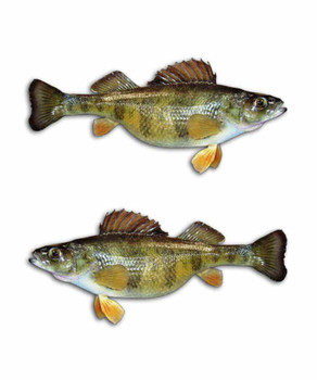 Yellow Perch Fishing Decal Set