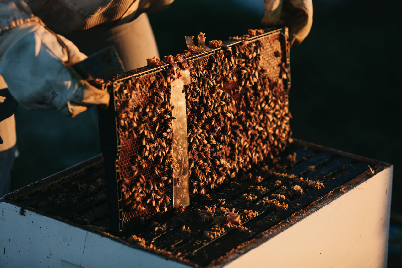 Beehive Complete with Bees - 10-Frame - Ceracell
