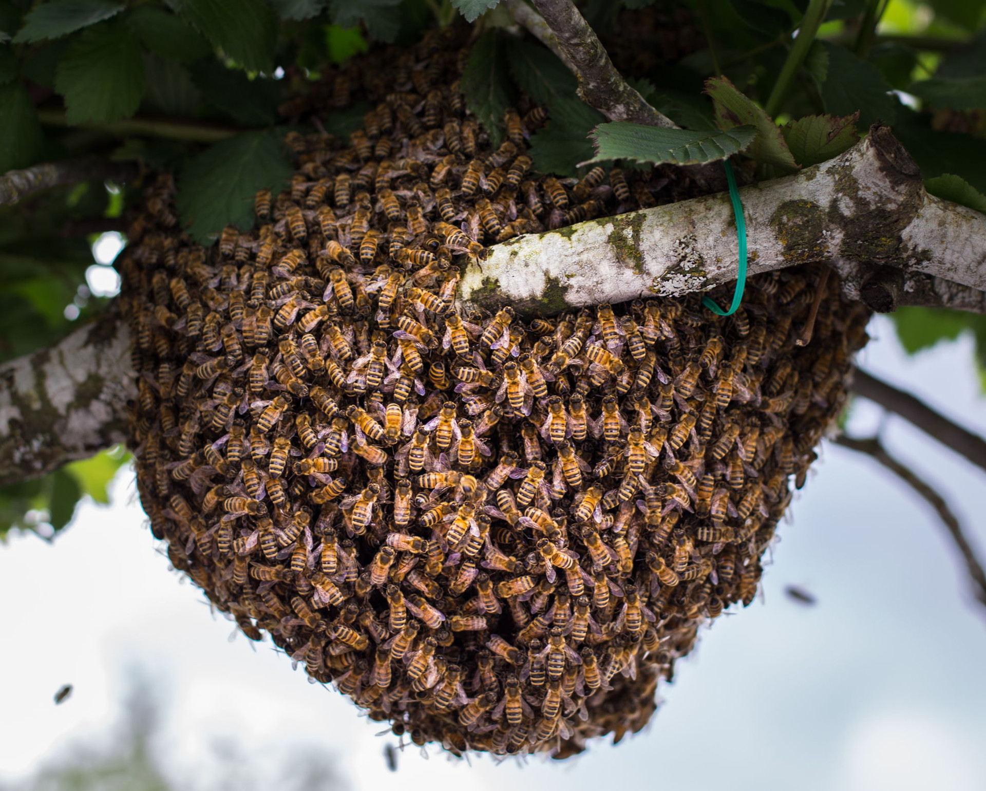 Easy Steps For Capturing Your First Swarm - Beekeeping Supplies NZ ...