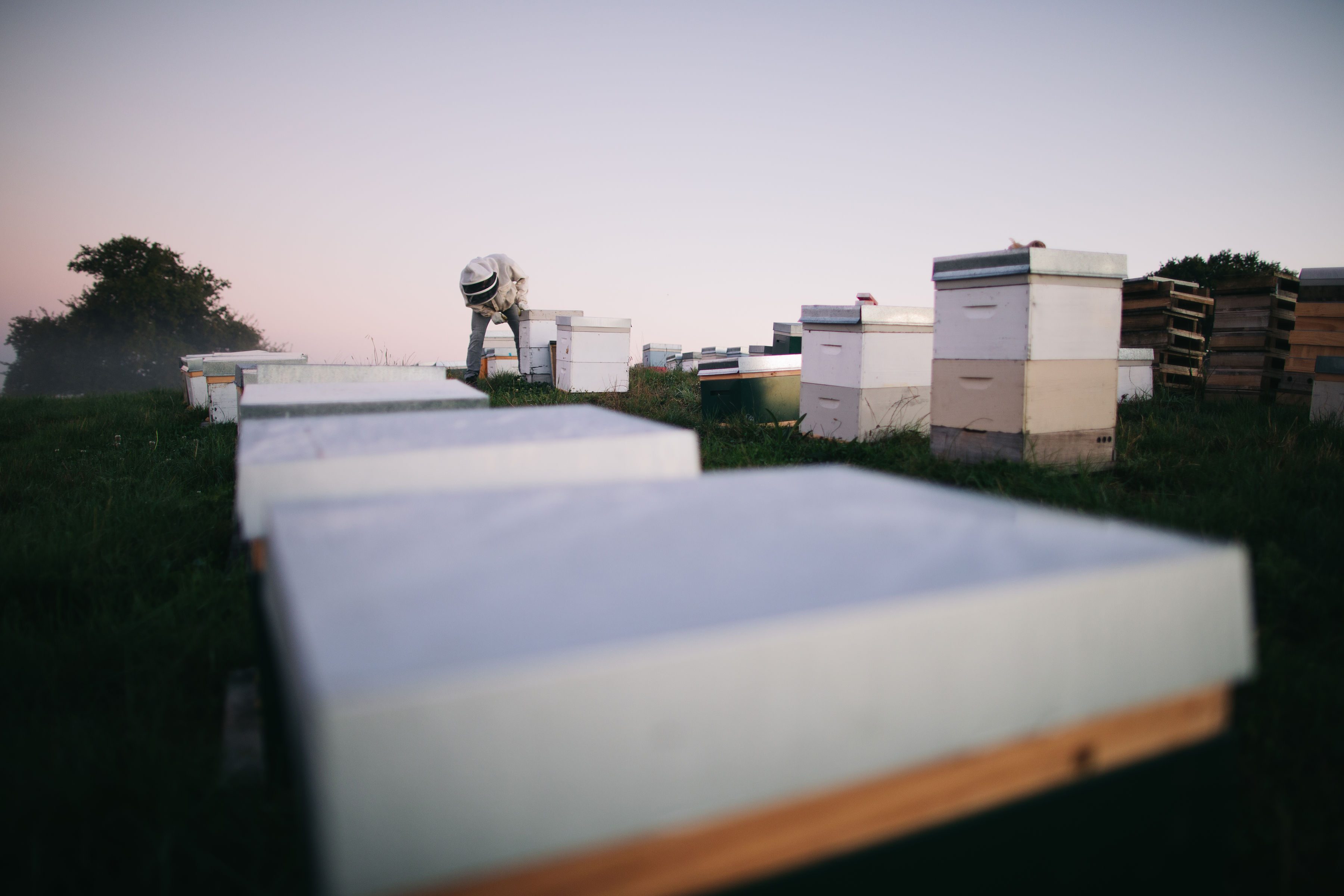 Advice For Beekeepers In September - Beekeeping Supplies NZ ...