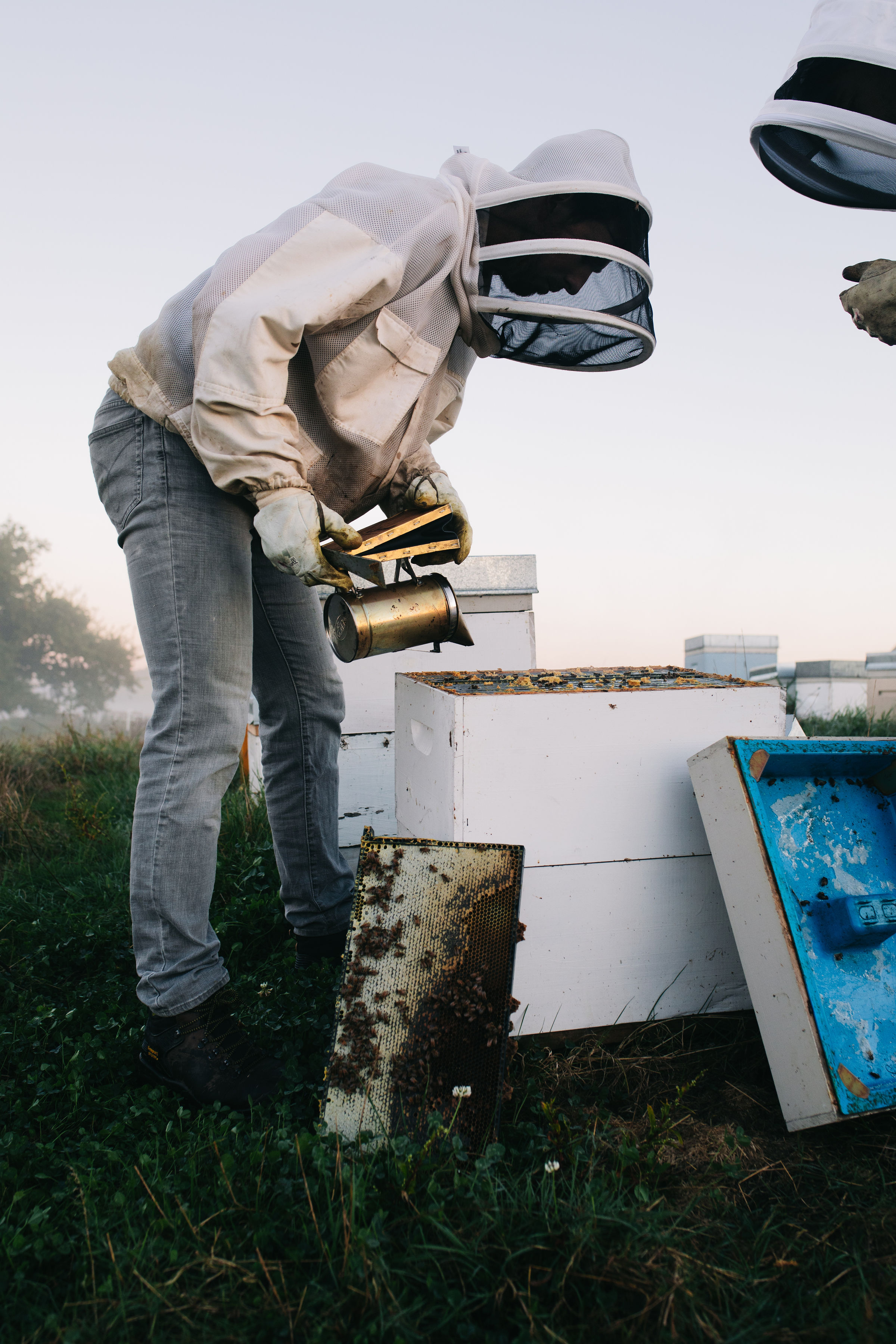 Bee Nutrition, Feeding for Survival and Feeding for Stimulation ...