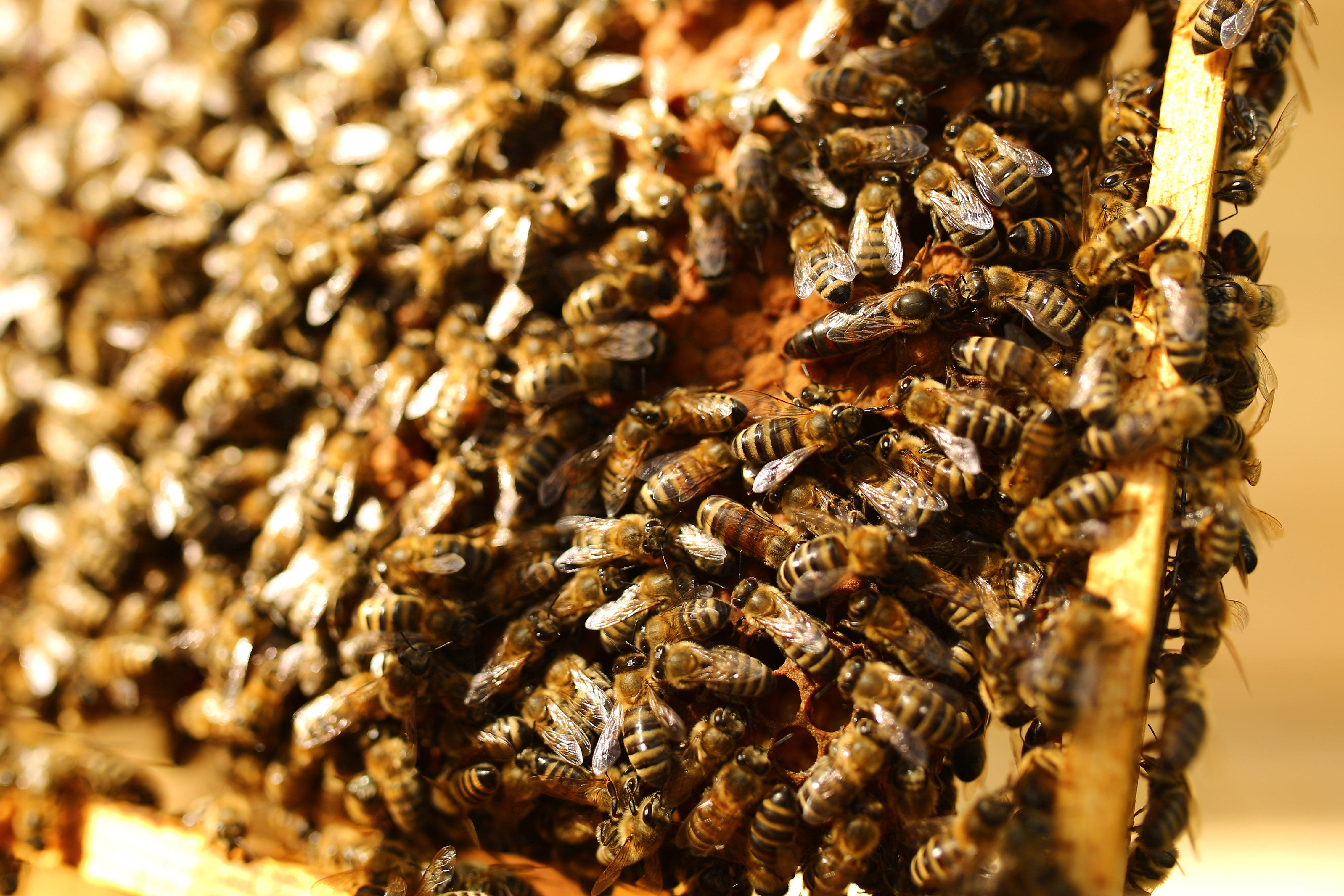 Single Brood Box or Double Brood Box? - Beekeeping Supplies NZ ...