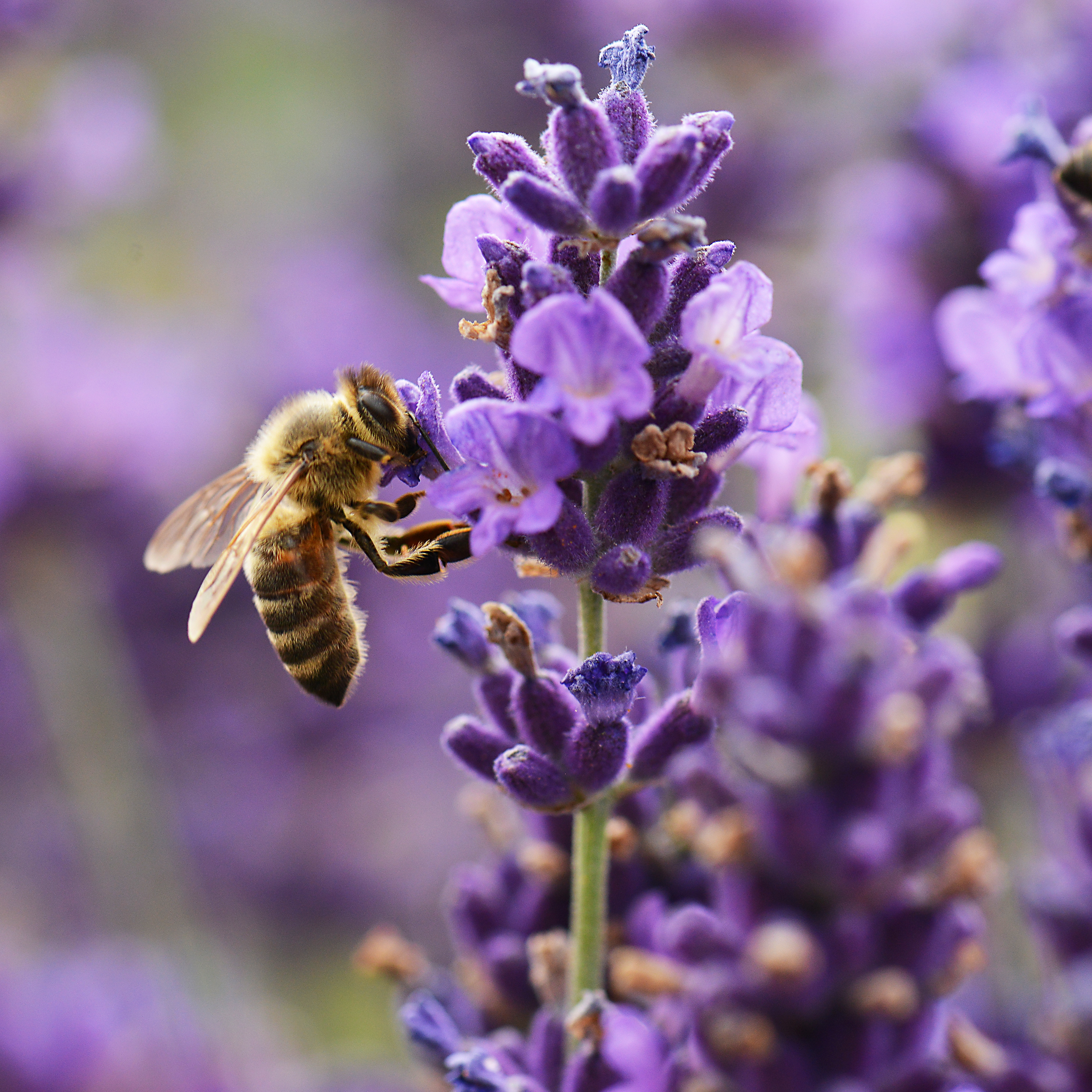 A Beekeepers Guide to Beekeeping Terminology - Beekeeping Supplies NZ ...