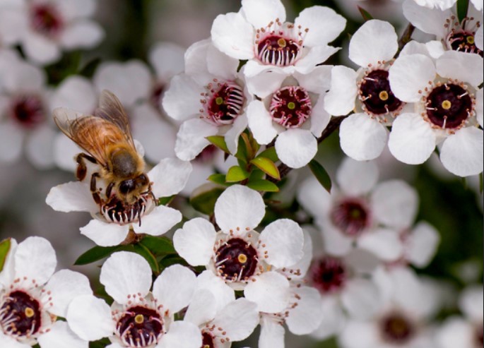 Practical Beekeeping in New Zealand - Ceracell