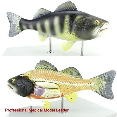Fish Anatomy Model Organs Skeleton Veterinary Study Animal Teaching ...