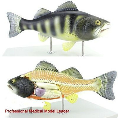 Fish Anatomy Model Organs Skeleton Veterinary Study Animal Teaching ...
