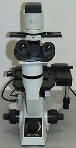 Buy -Olympus CKX41SF CKX41 SF Inverse Microscope with 3 objectives