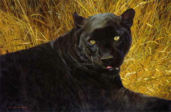 Black Sphinx - The Event Gallery Fine Art Ltd