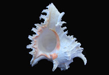Sea Life Gifts-Shell Shop-Provincetown