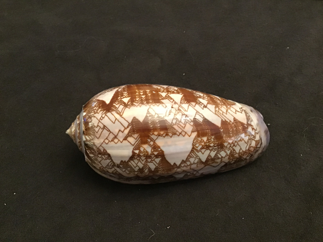 Oliva porphyria, Tent Olive-The Shell Shop