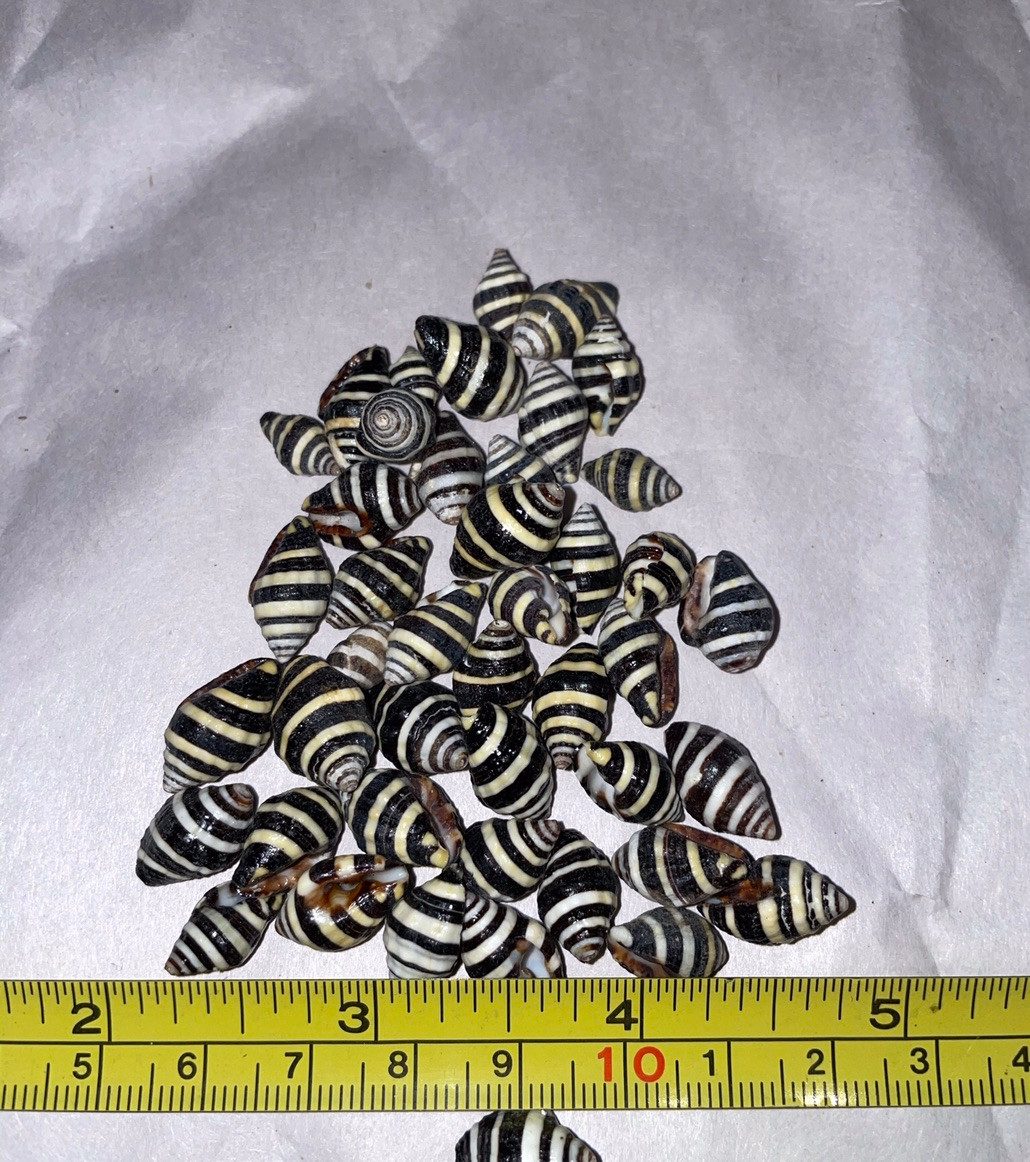 Beehive Shells- The Shell Shop