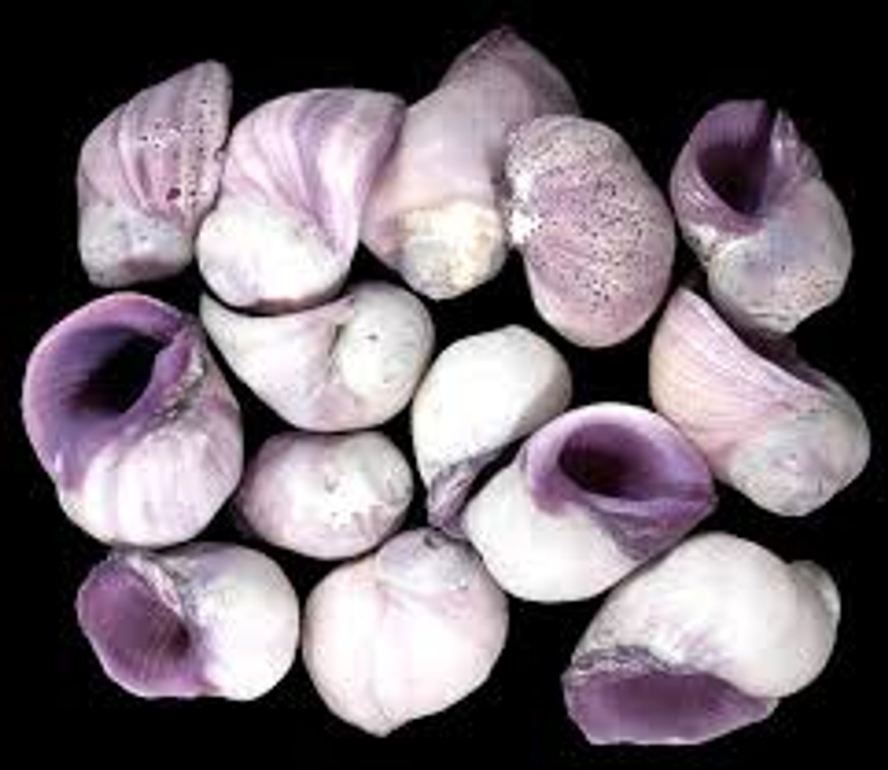 Cebu Beauty- The Shell Shop