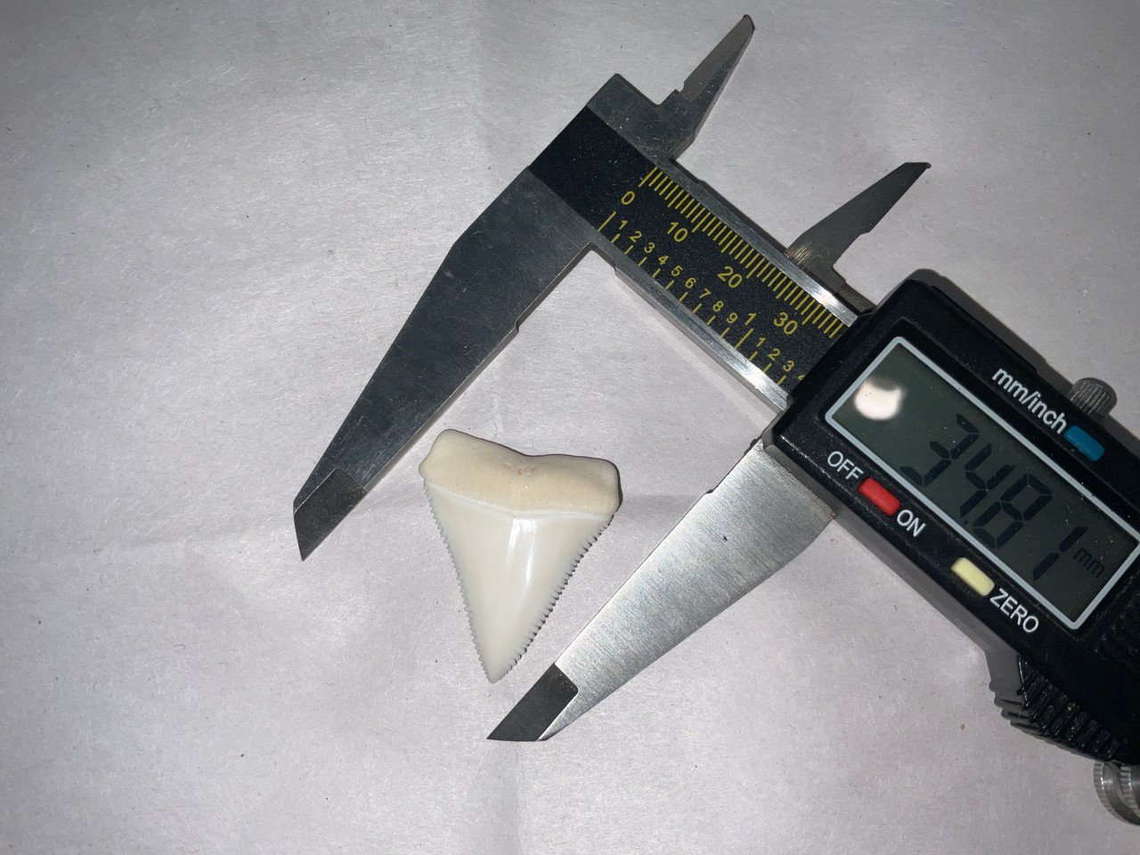 Great White Tooth 41.89mm-The Shell Shop Provincetown