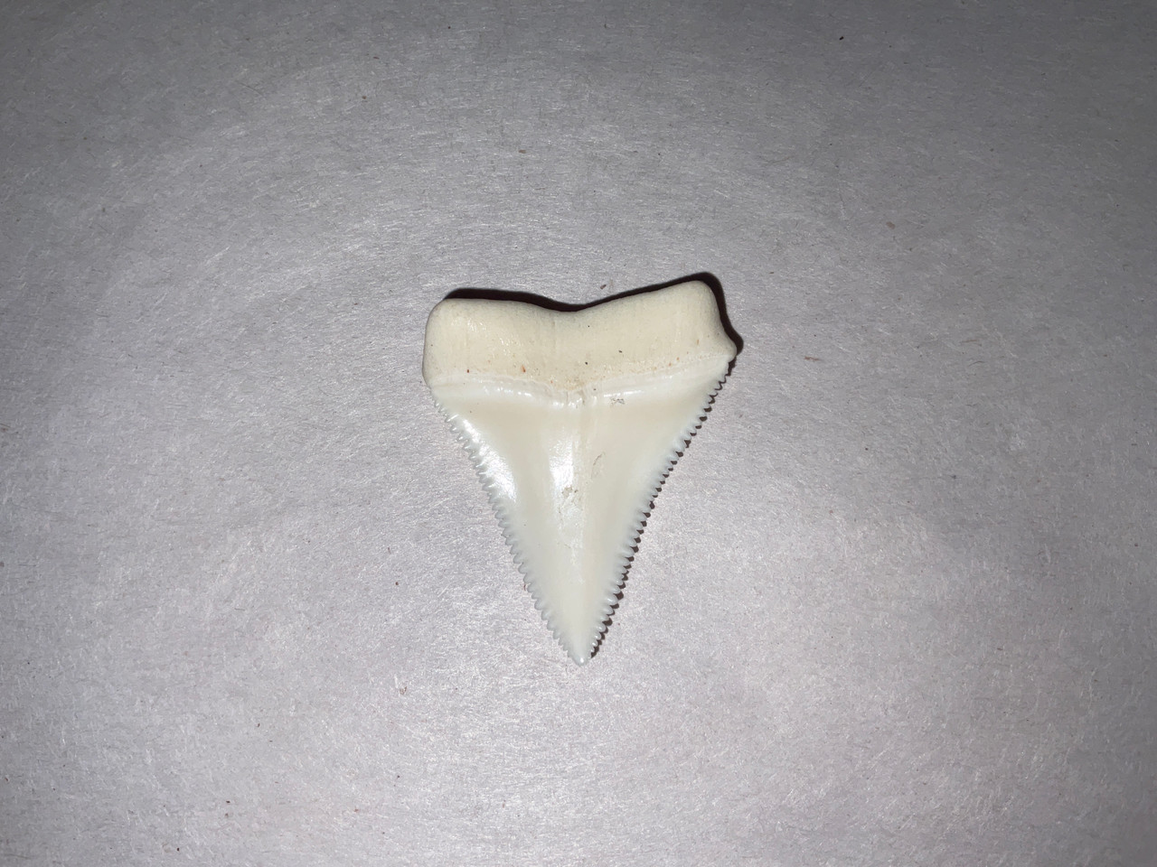 Great White Tooth 41.89mm-The Shell Shop Provincetown