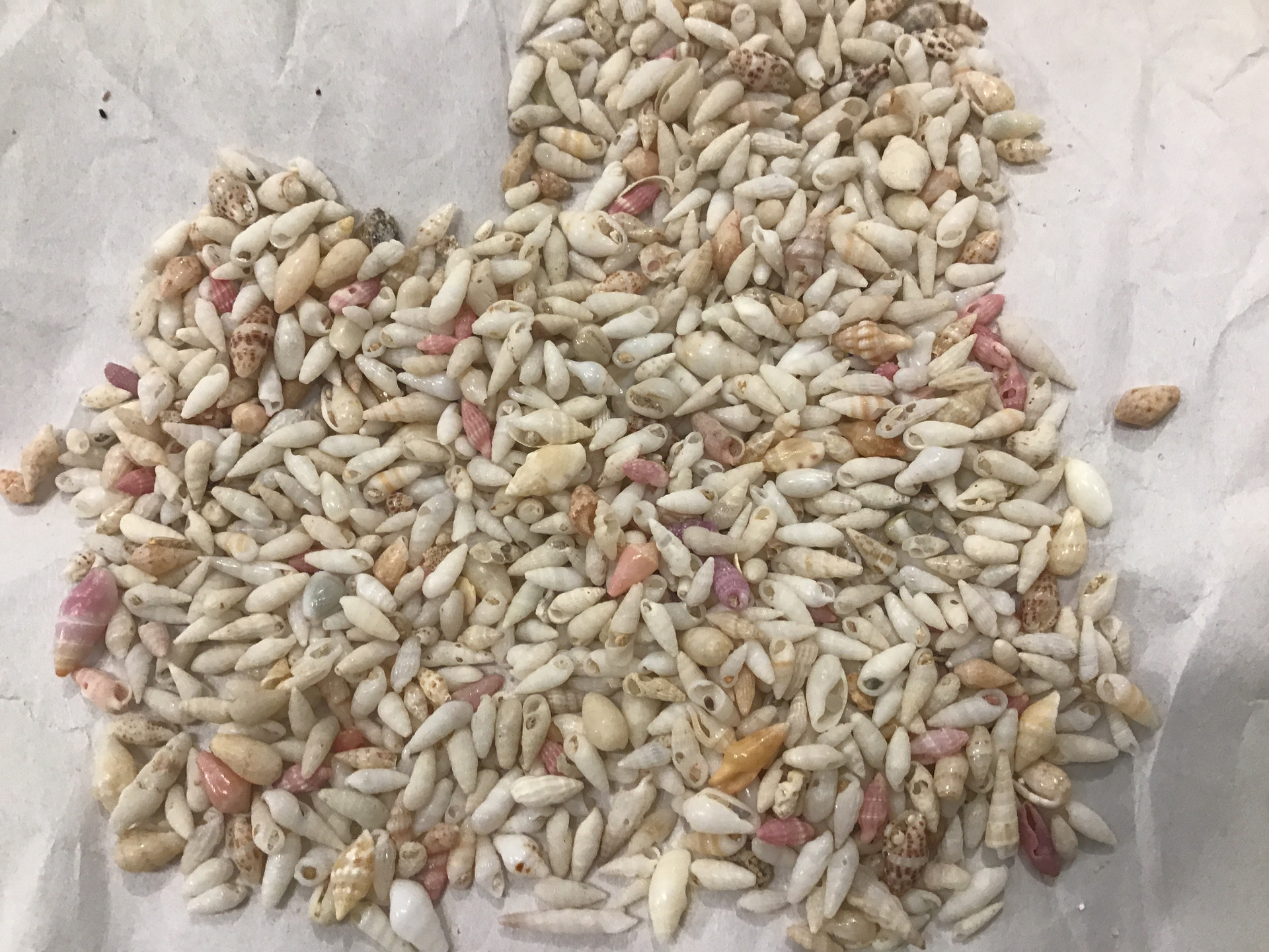 Mixed Micro Rice Shells-The Shell Shop Provincetown