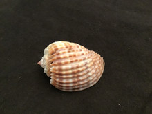 Harpa Costata-The Shell Shop