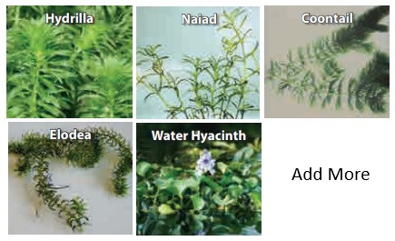 Harpoon Granular Aquatic Herbicide - 40 lbs. bag : Pond Water Treatment ...