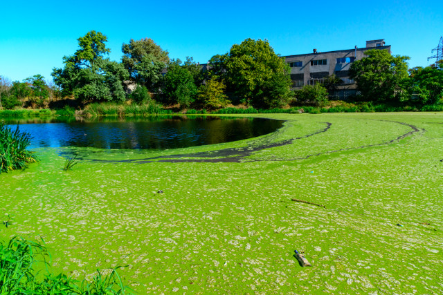 Why Is My Pond Water Green? Your Complete Guide to Algae Control - Pond ...